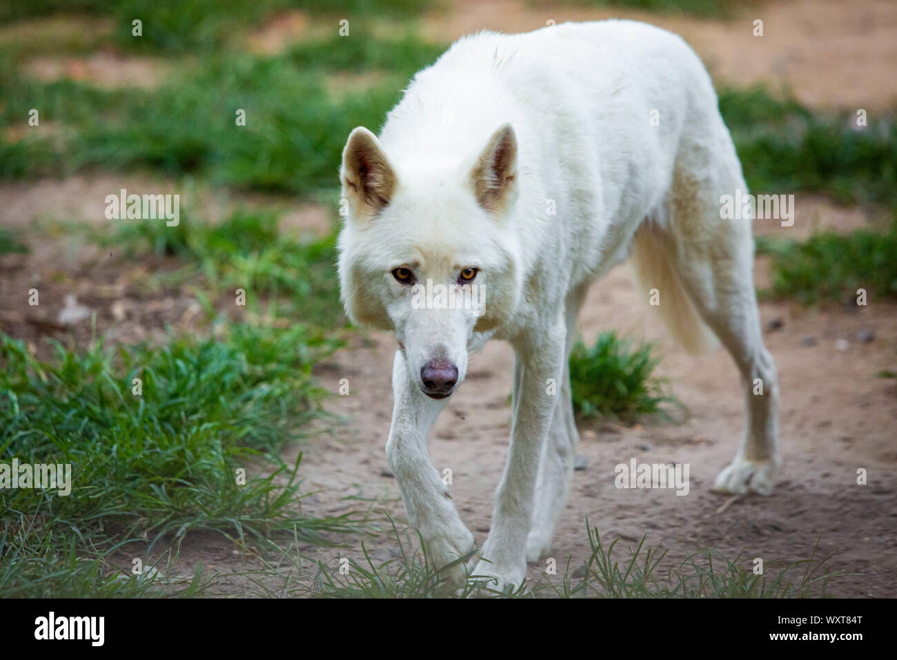 white dog wolf breed shepherd alone at day walking Stock Photo - Alamy