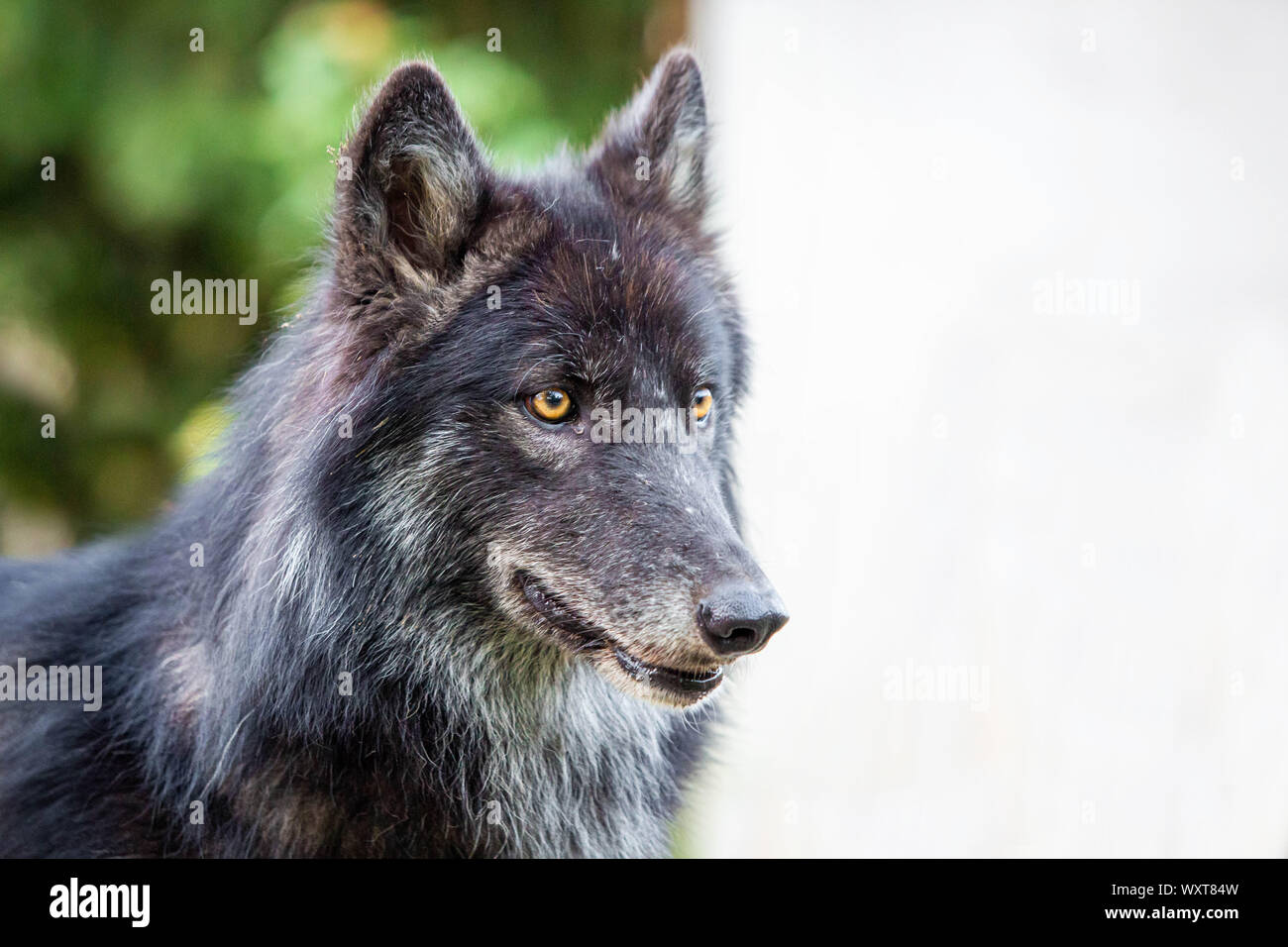 Black dog wolf breed shepherd alone at day portrait Stock Photo - Alamy