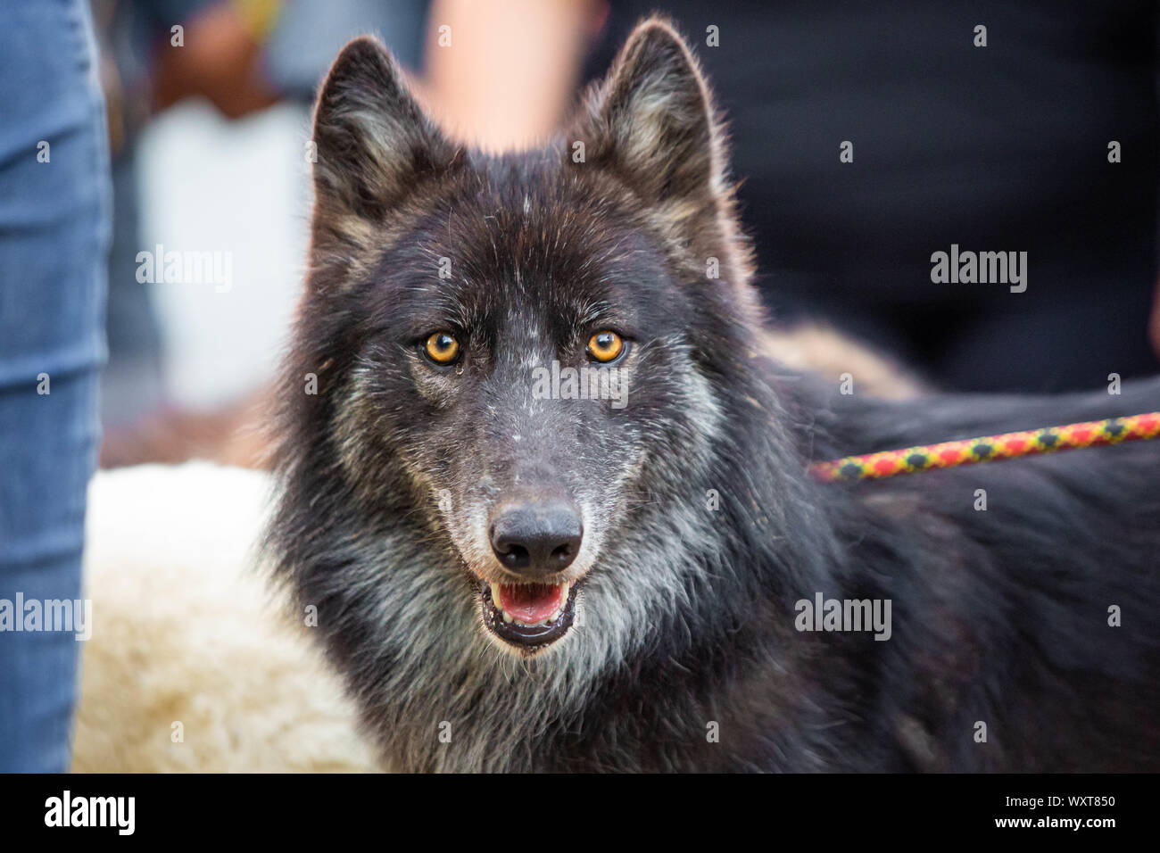 Black dog wolf breed shepherd alone at day portrait Stock Photo - Alamy