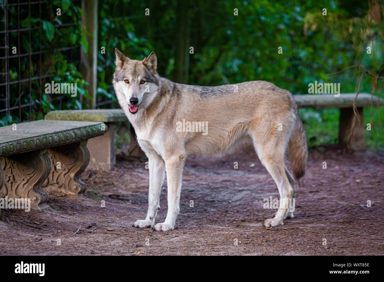 Single beautiful wild wolf outdoors at summer day free Stock Photo - Alamy