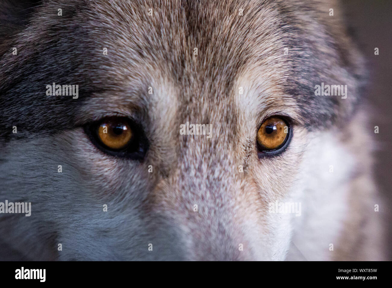 Single beautiful wild wolf outdoors at summer day free Stock Photo - Alamy