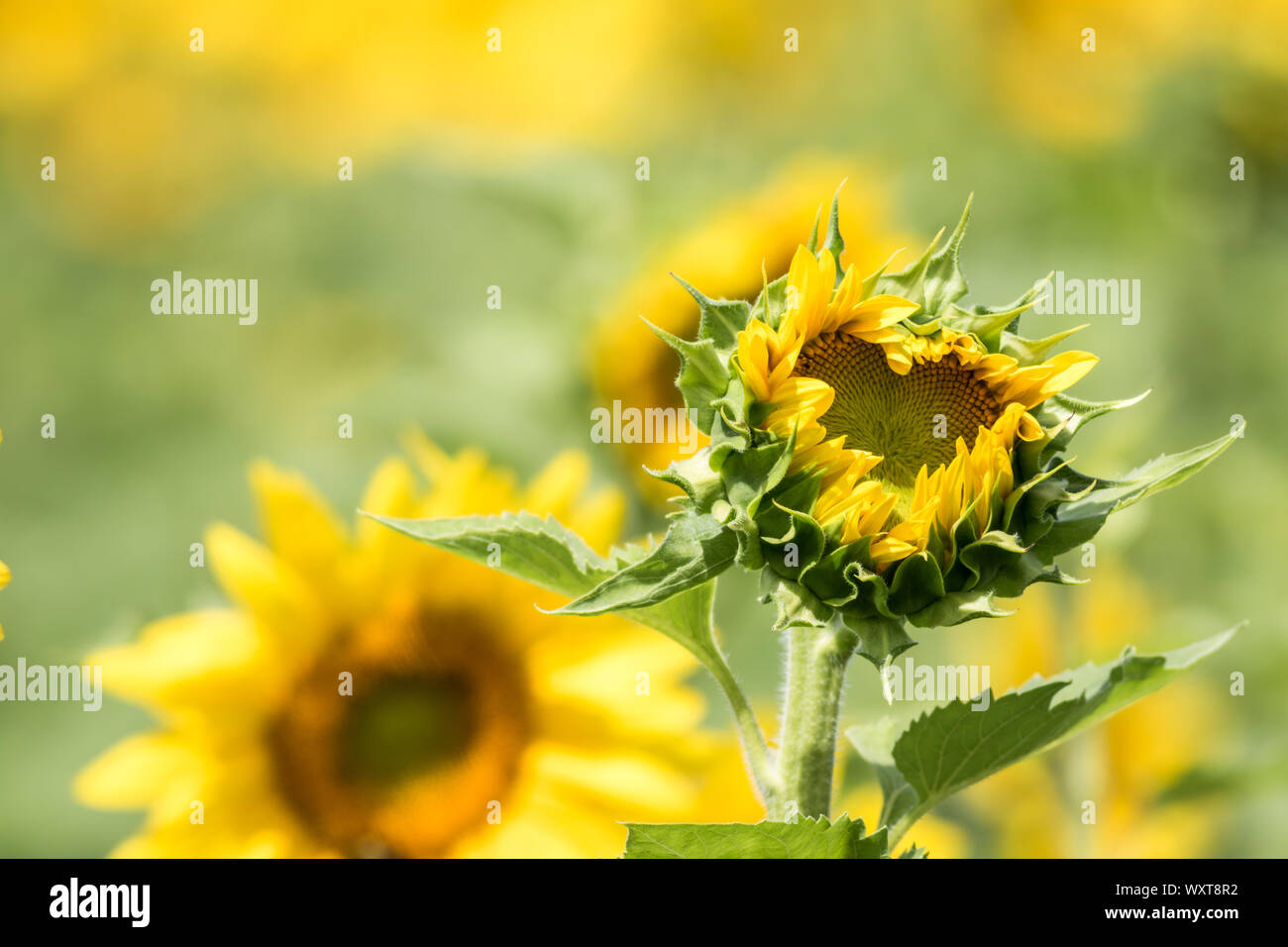 Sunflowers heart shape for your design hi-res stock photography and ...