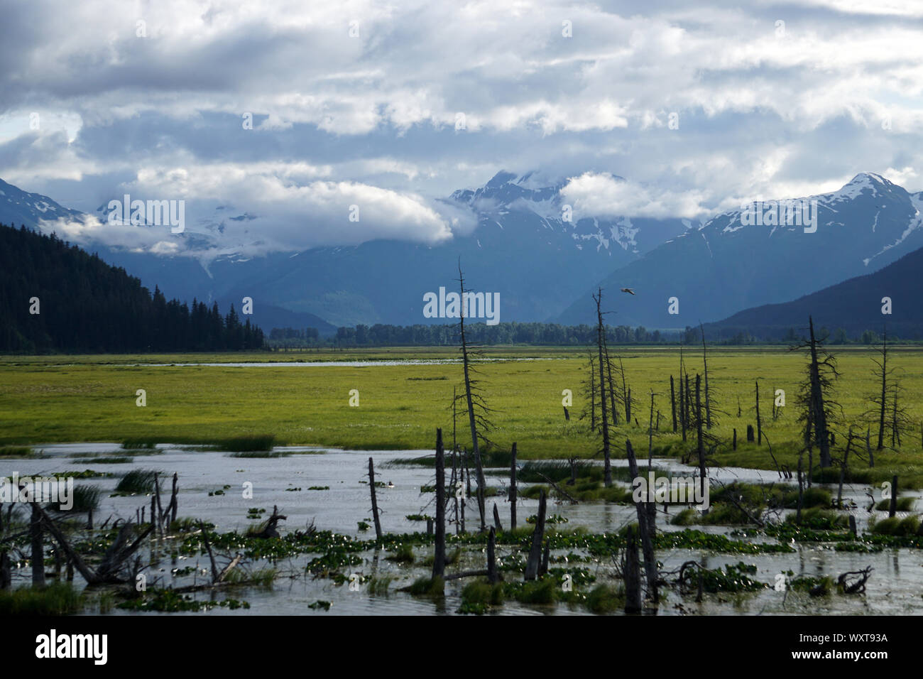 Dead trees alaska hi-res stock photography and images - Alamy
