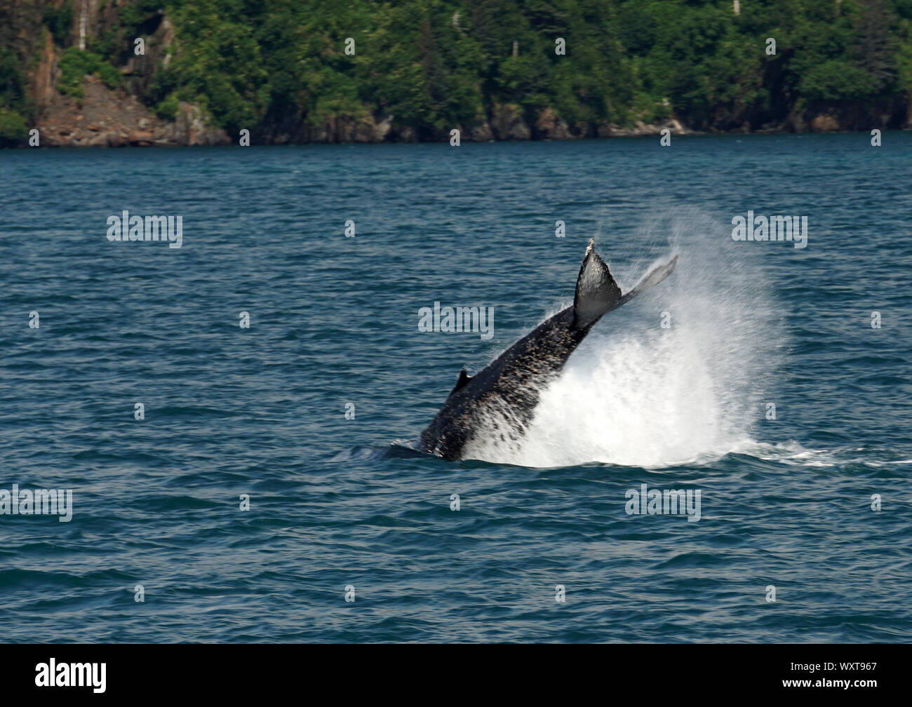 HUMPBACK WHALE BREACHING IN THE WATER Stock Photo - Alamy