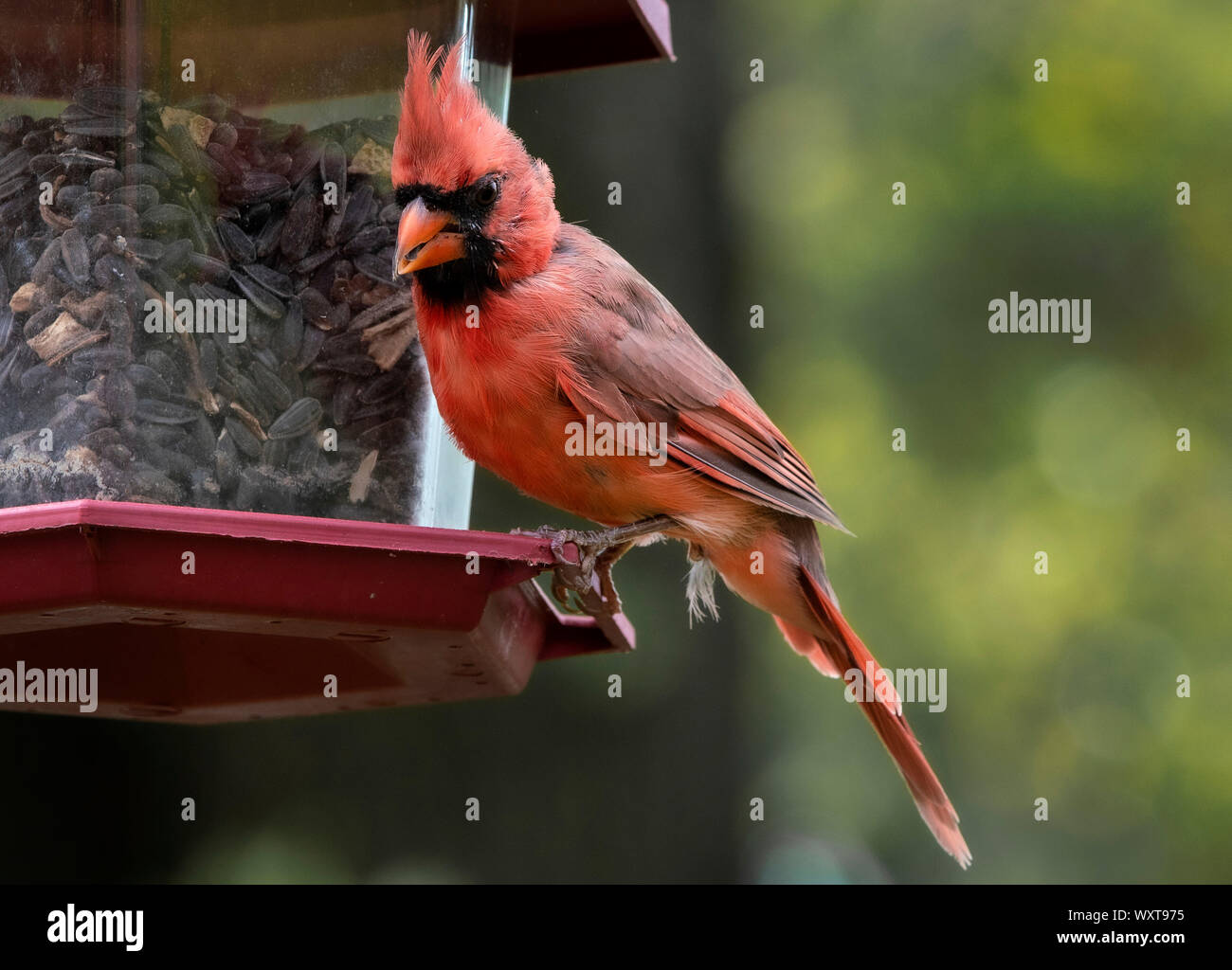 Red spikes hi-res stock photography and images - Alamy