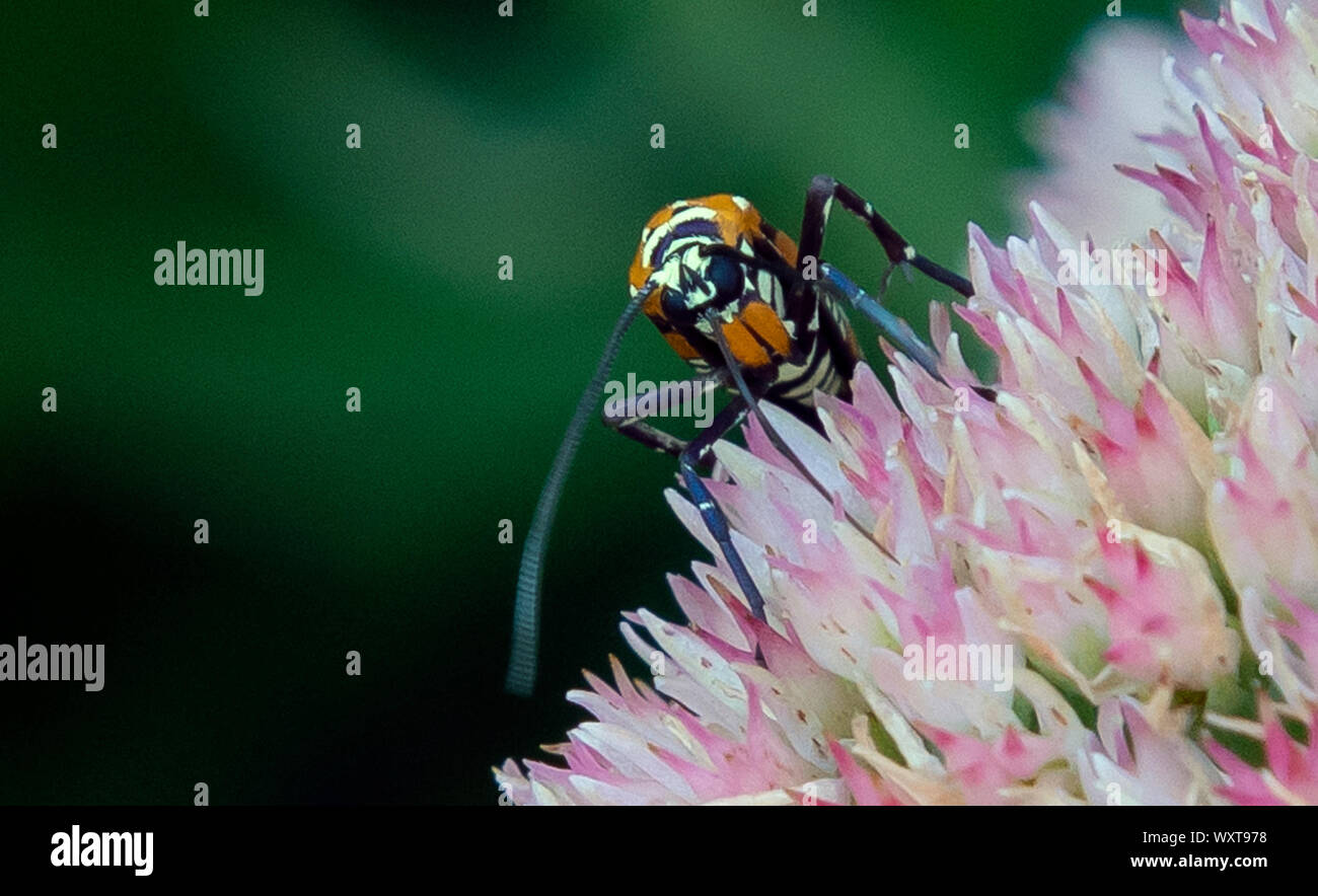 Insect face hi-res stock photography and images - Alamy