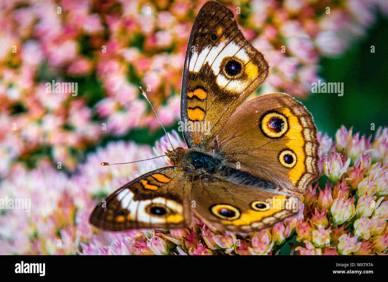 Moth face hi-res stock photography and images - Alamy