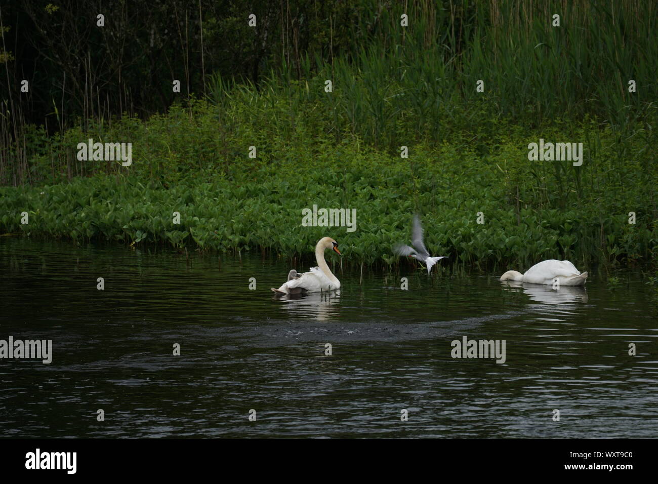 Intruding hi-res stock photography and images - Alamy