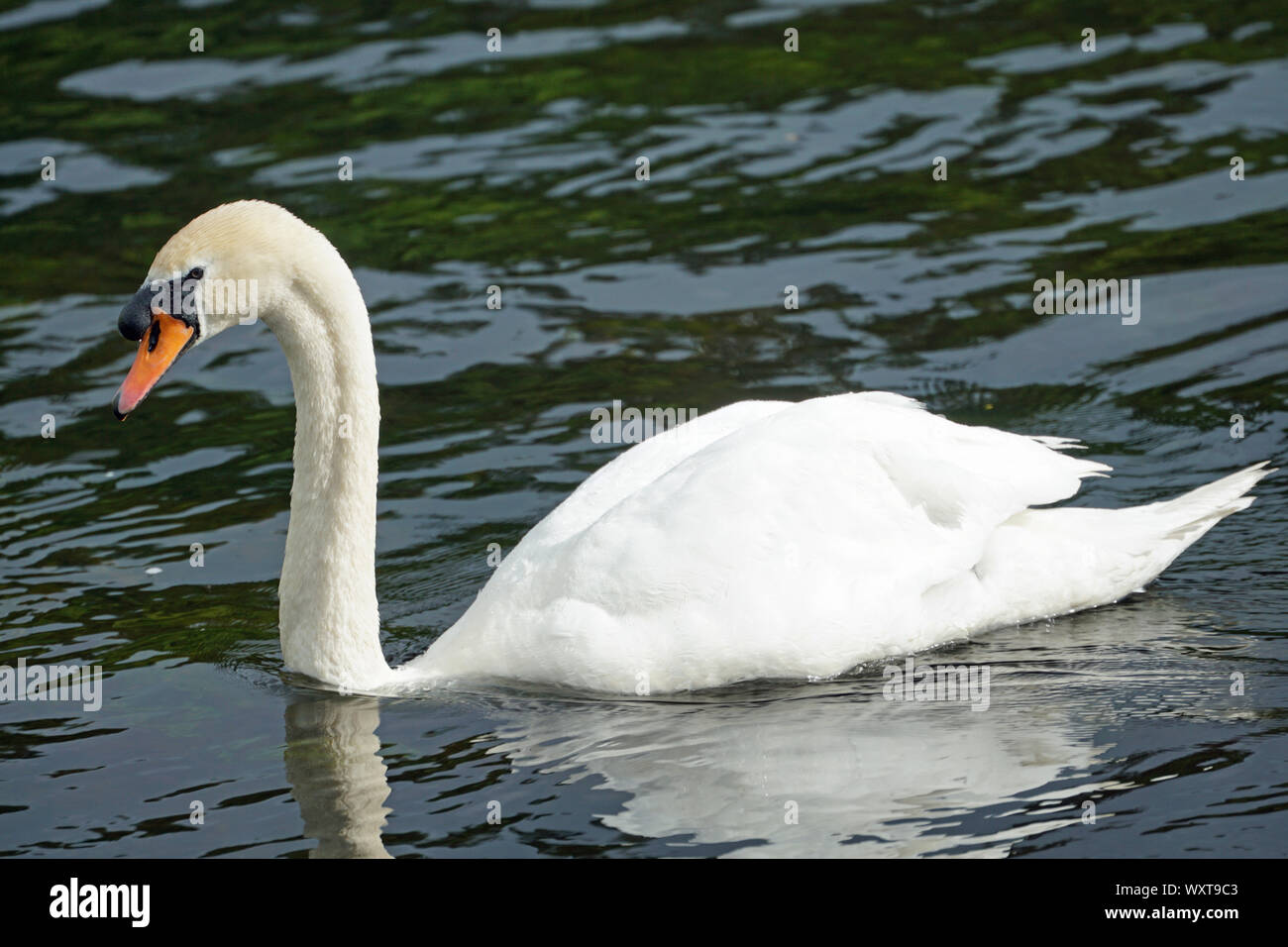 ADULT COB SWAN Stock Photo - Alamy