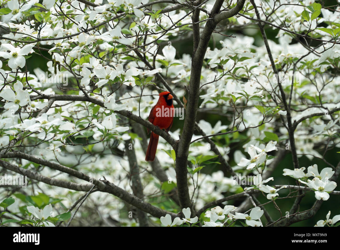 RED BIRD IN WHITE DOGWOOD TREE Stock Photo - Alamy