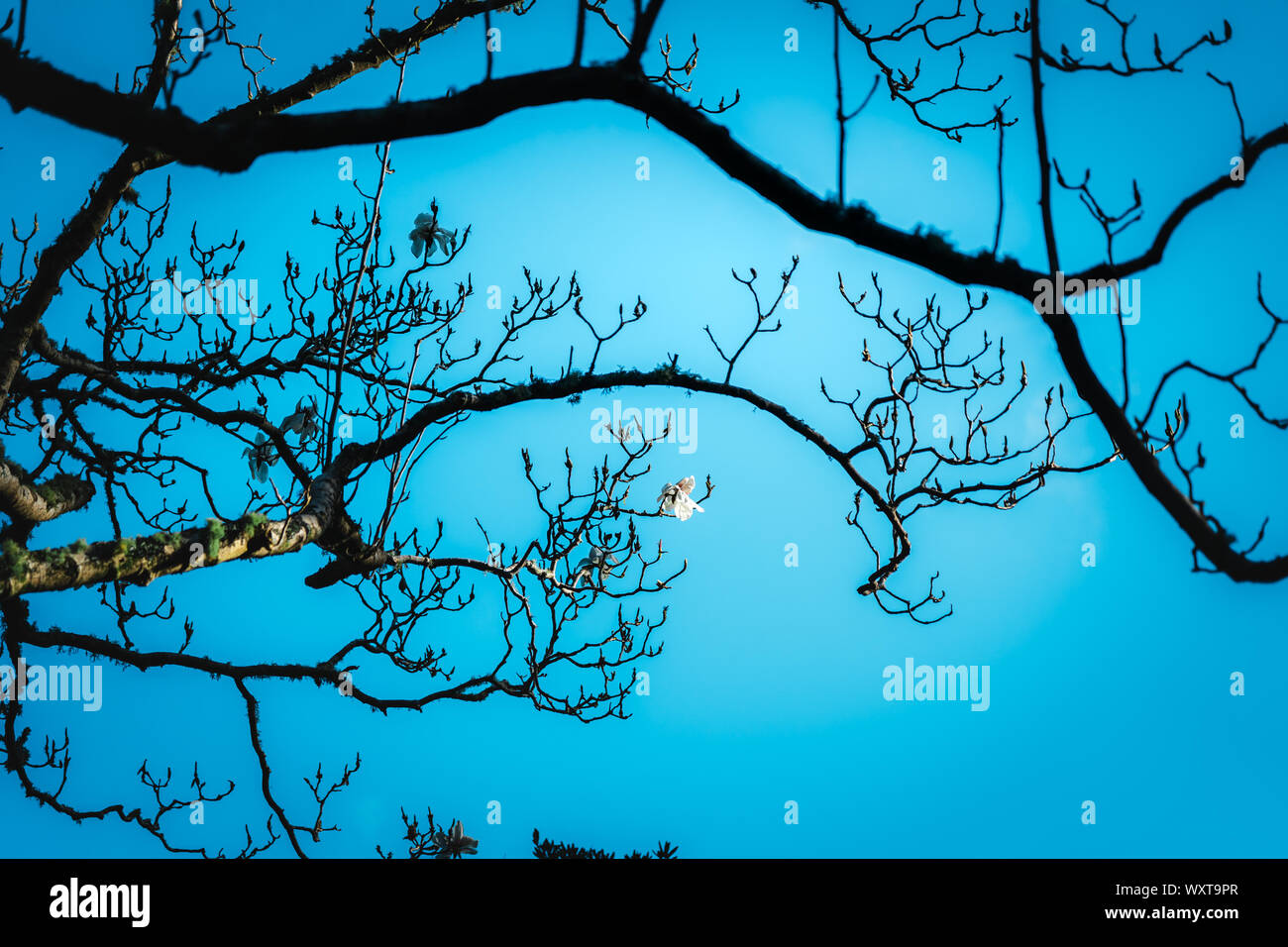 Blue sky with tree. for background or texture Stock Photo - Alamy