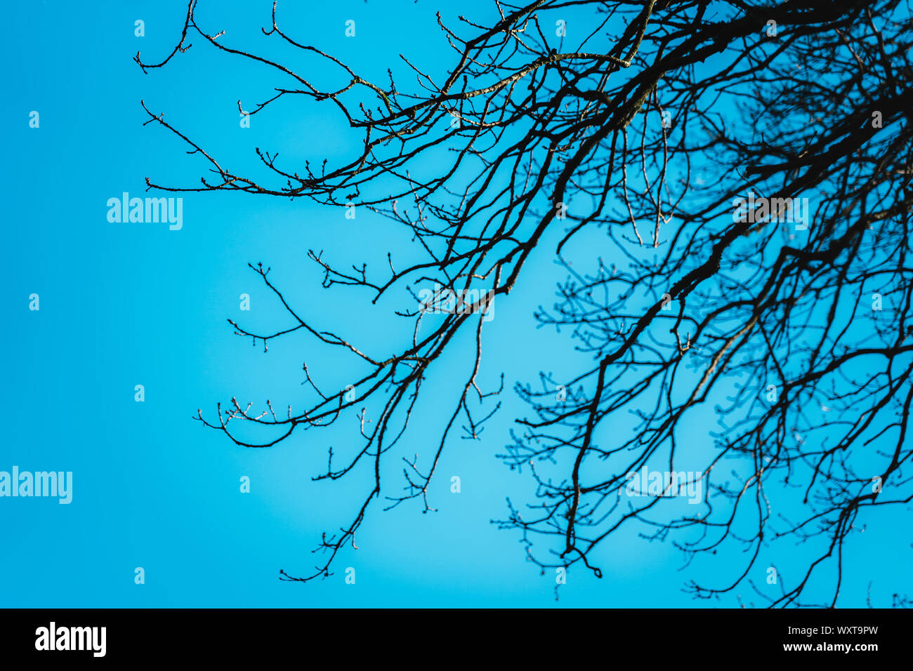 Blue sky with tree. for background or texture Stock Photo - Alamy