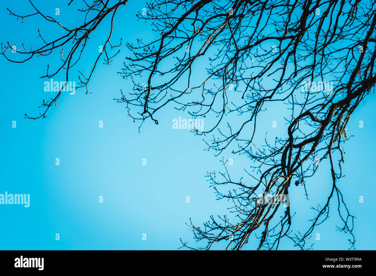 Blue sky with tree. for background or texture Stock Photo - Alamy