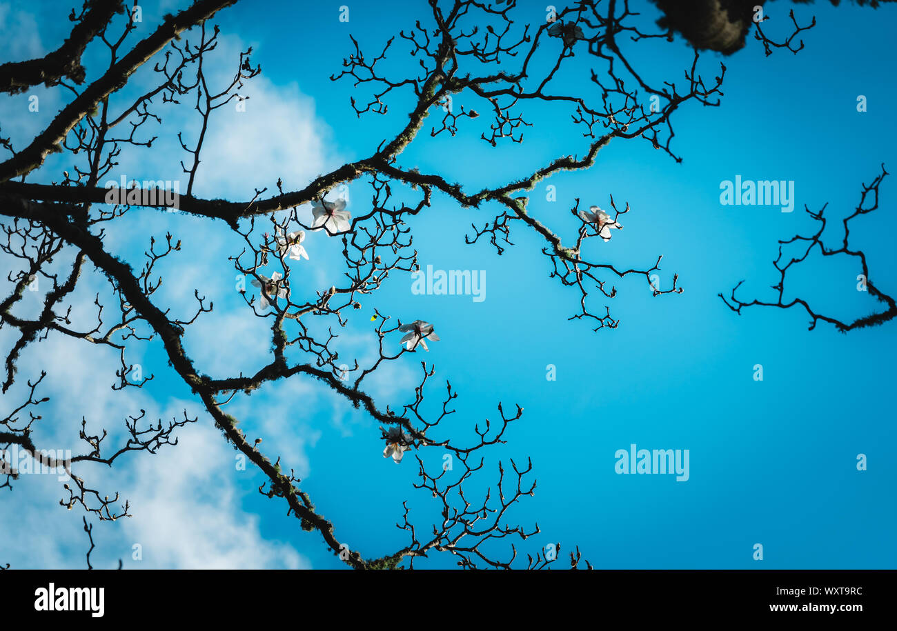 Blue sky with tree. for background or texture Stock Photo - Alamy