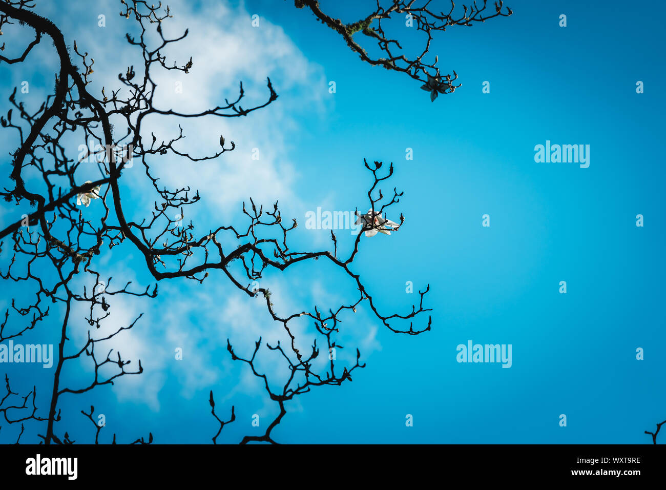 Blue sky with tree. for background or texture Stock Photo - Alamy