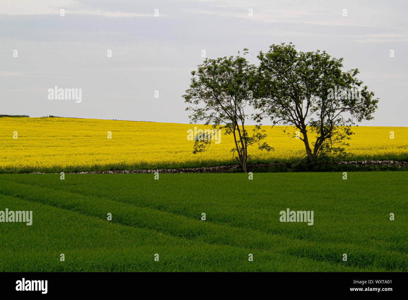 Expanse of yellow hi-res stock photography and images - Alamy