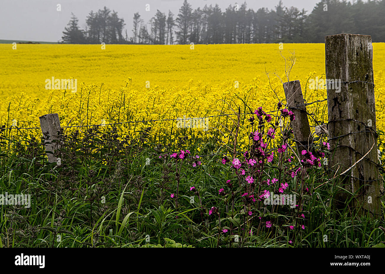Expanse of yellow hi-res stock photography and images - Alamy