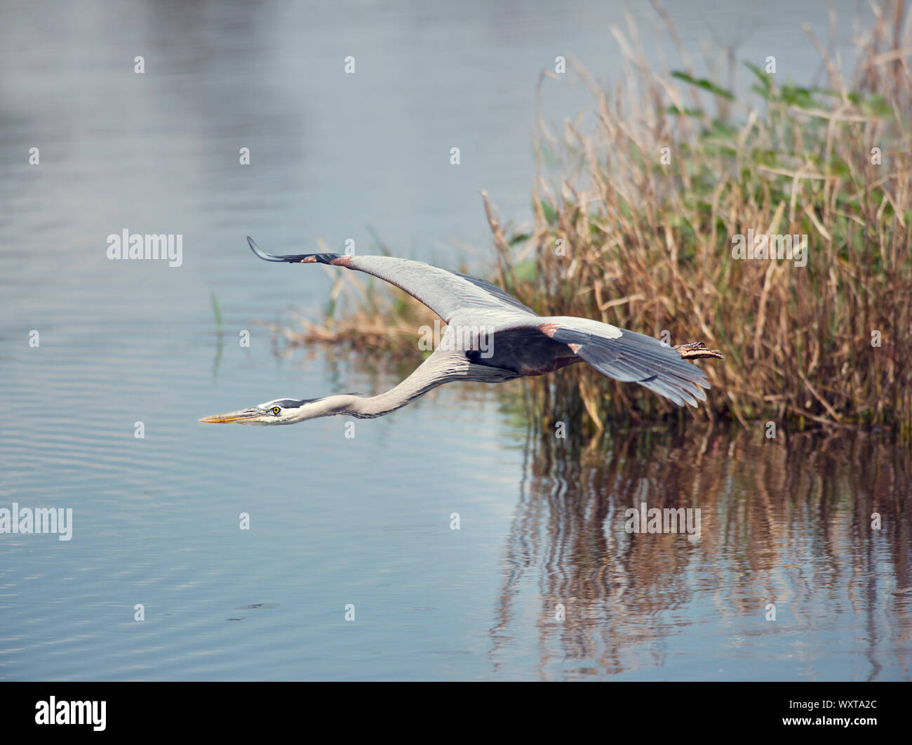 great blue heron in flight over Florida wetlands Stock Photo - Alamy