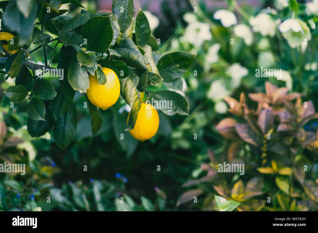 Lemons Growing On Lemon Tree; Close up Stock Photo - Alamy