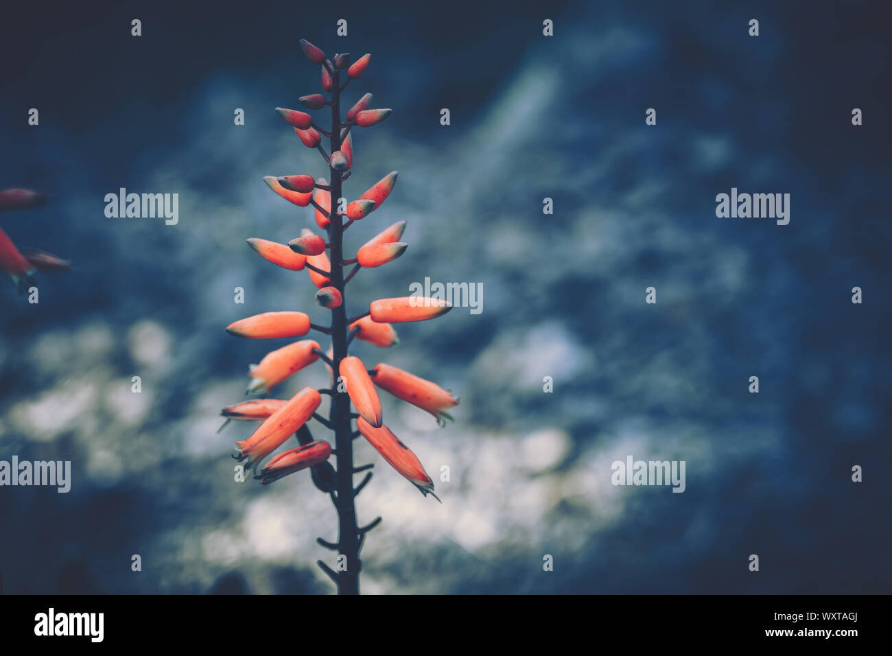 Aloe Flower with vintage style; Aloe massawana Stock Photo - Alamy