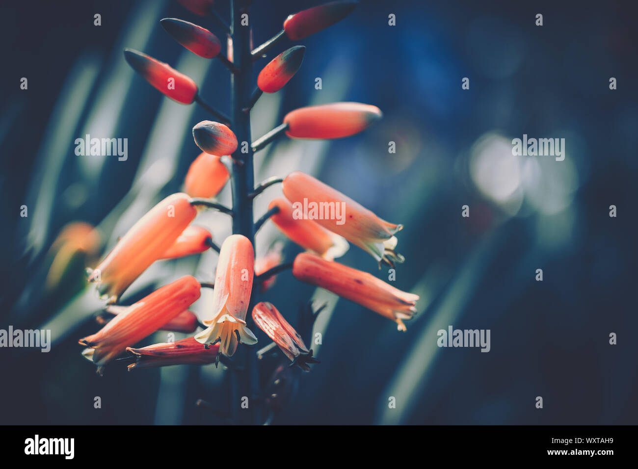 Aloe Flower with vintage style; Aloe massawana Stock Photo - Alamy