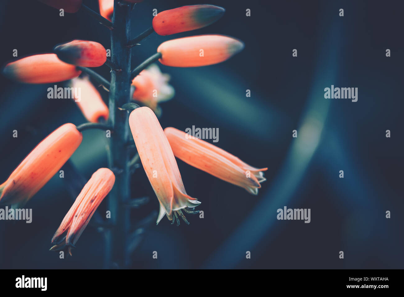 Aloe Flower with vintage style; Aloe massawana Stock Photo - Alamy