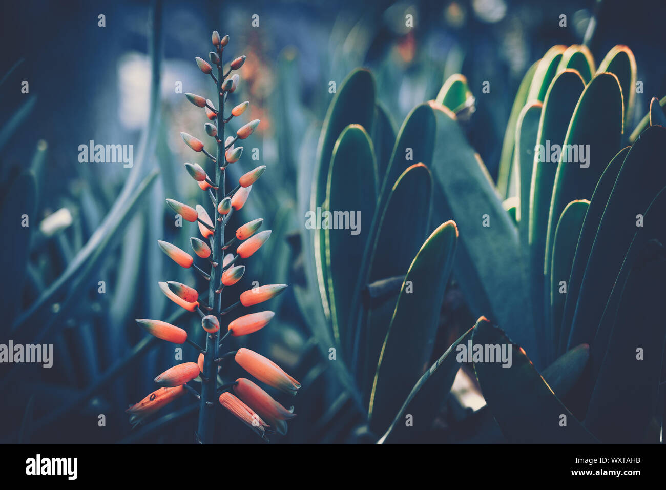 Aloe Flower with vintage style; Aloe massawana Stock Photo - Alamy