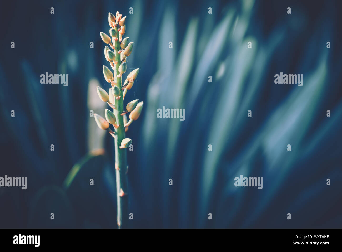 Aloe Flower with vintage style; Aloe massawana Stock Photo - Alamy