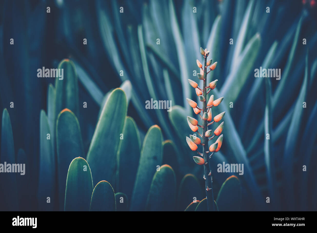 Aloe Flower with vintage style; Aloe massawana Stock Photo - Alamy