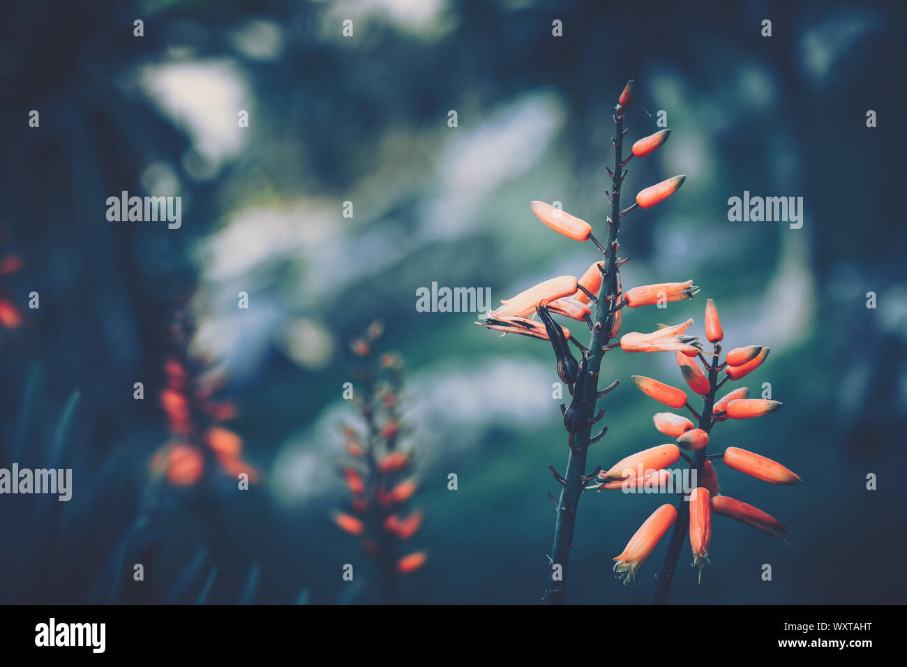 Aloe Flower with vintage style; Aloe massawana Stock Photo - Alamy