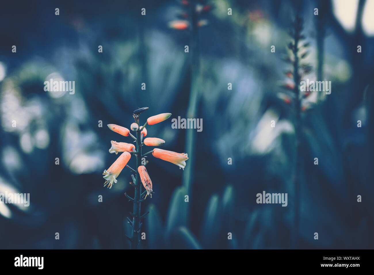 Aloe massawana hi-res stock photography and images - Alamy