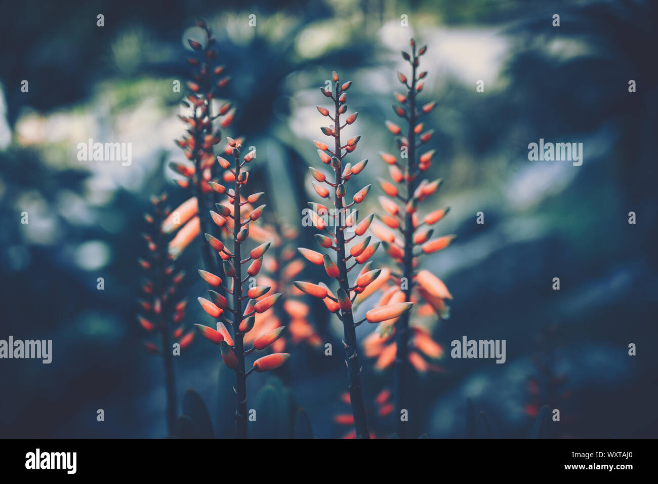 Aloe Flower with vintage style; Aloe massawana Stock Photo - Alamy