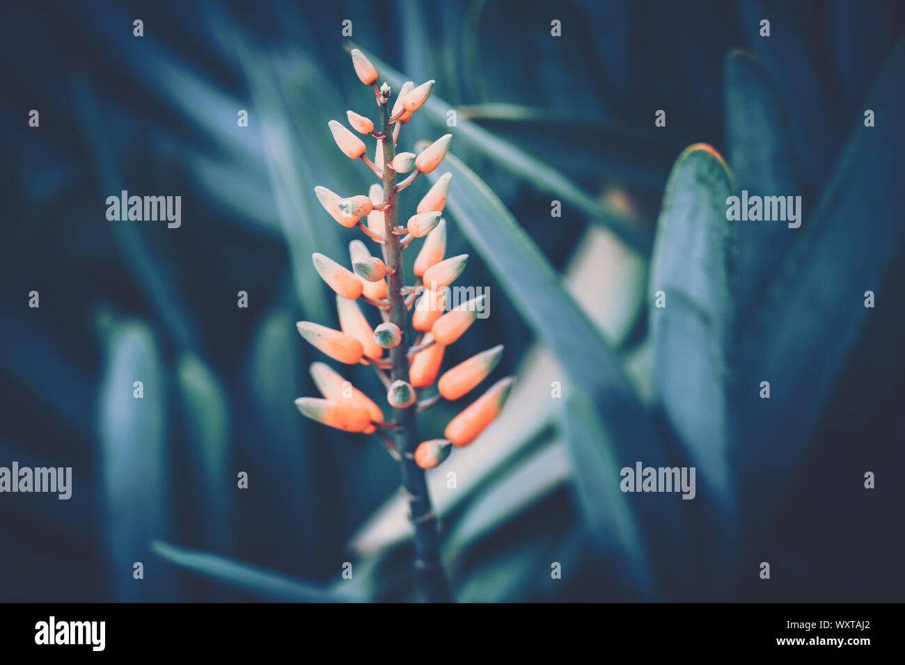 Aloe Flower with vintage style; Aloe massawana Stock Photo - Alamy