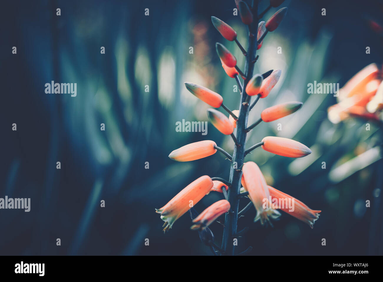 Aloe Flower with vintage style; Aloe massawana Stock Photo - Alamy