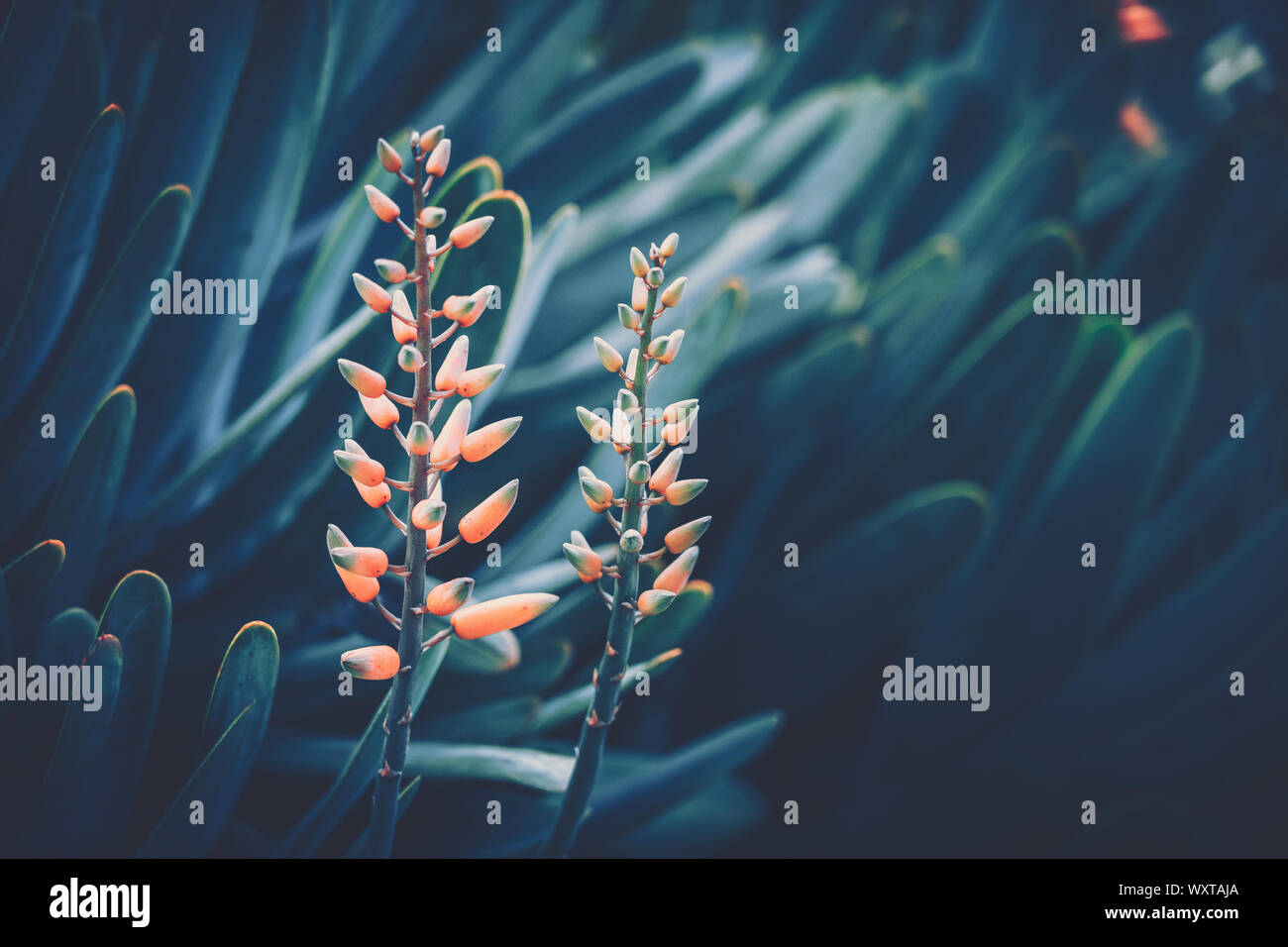 Aloe Flower with vintage style; Aloe massawana Stock Photo - Alamy