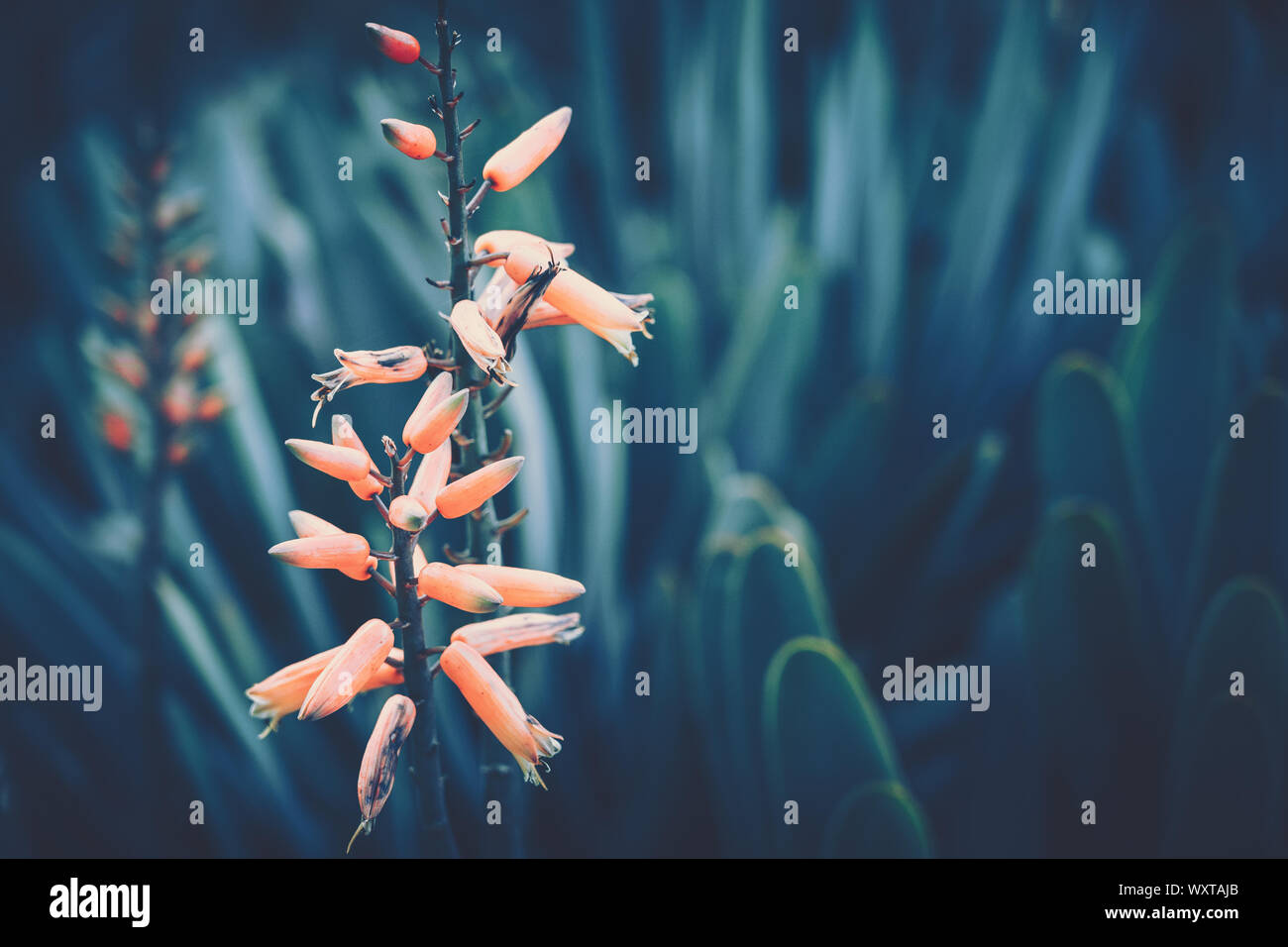 Aloe Flower with vintage style; Aloe massawana Stock Photo - Alamy