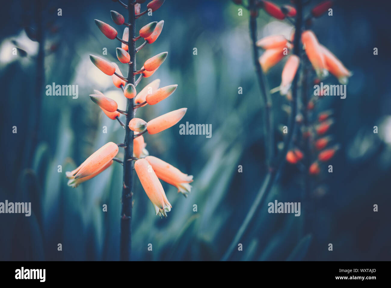 Aloe Flower with vintage style; Aloe massawana Stock Photo - Alamy