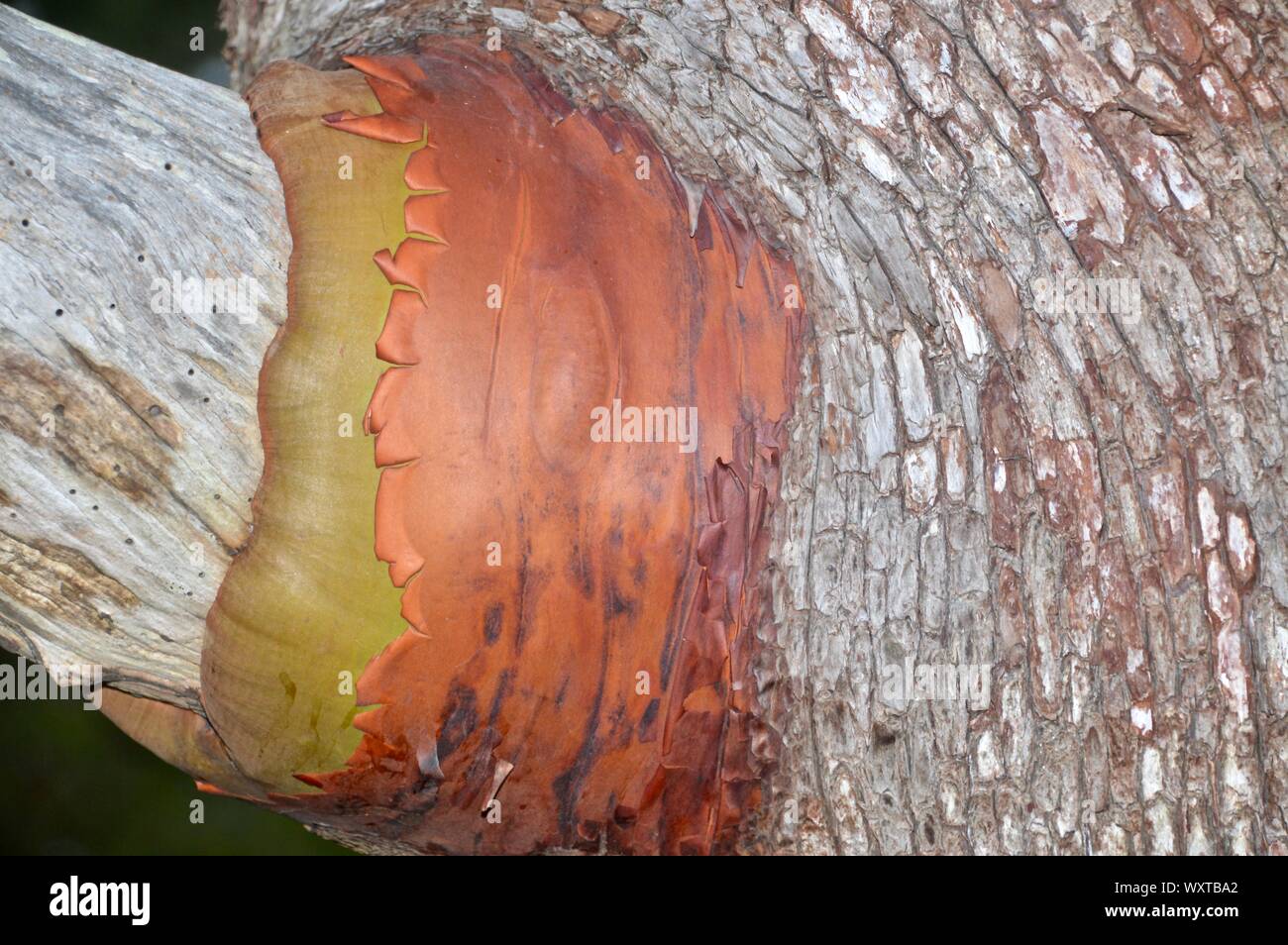madrone with signs of healing debridement Stock Photo - Alamy