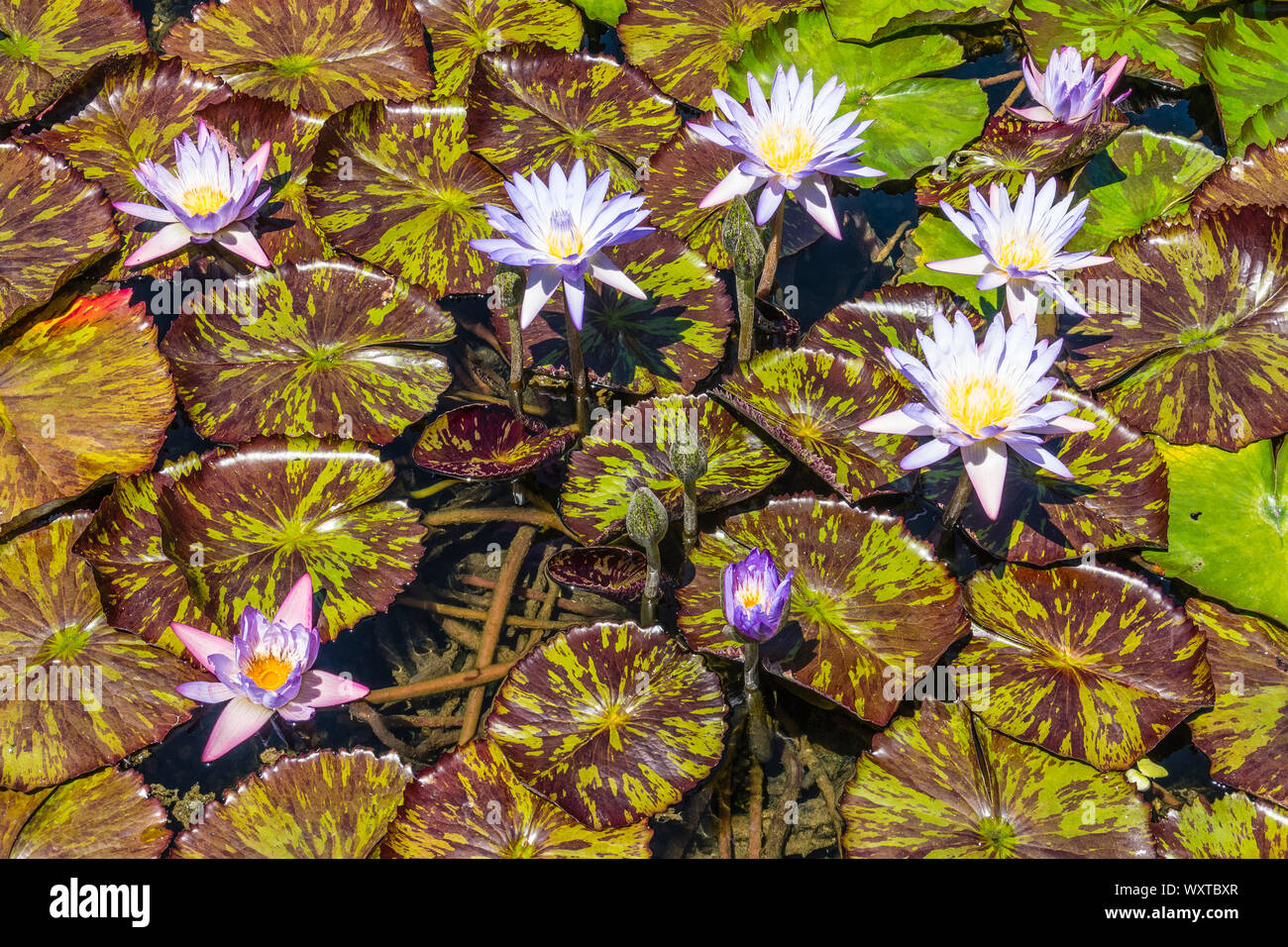 Colorful flowering water lilies float on a pond on the garden grounds ...