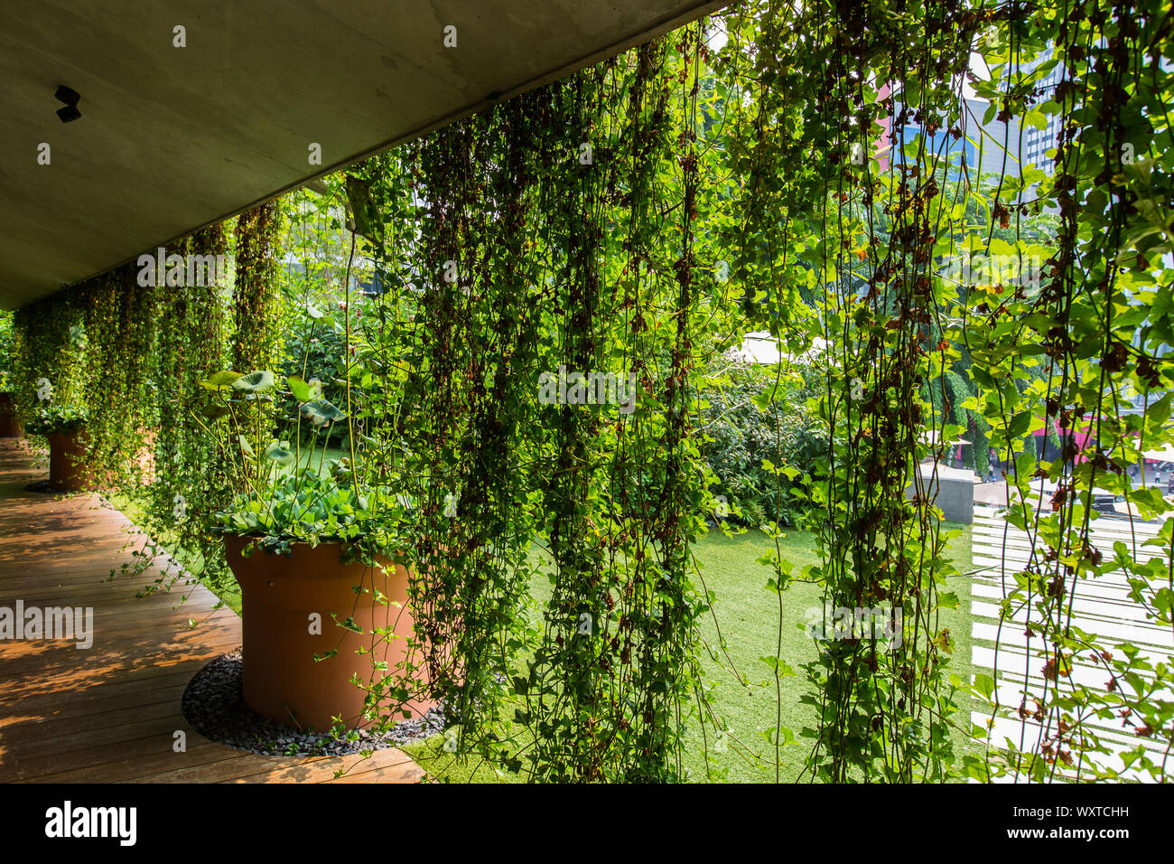 Amenity of shady walkway, drape plants foliage, creeping, landscaping ...