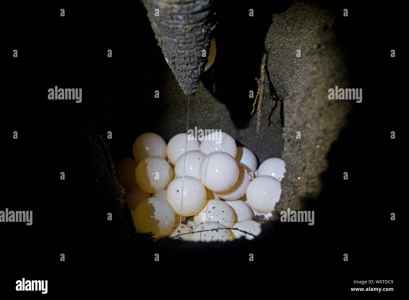 Turtle hatch beach night hi-res stock photography and images - Alamy