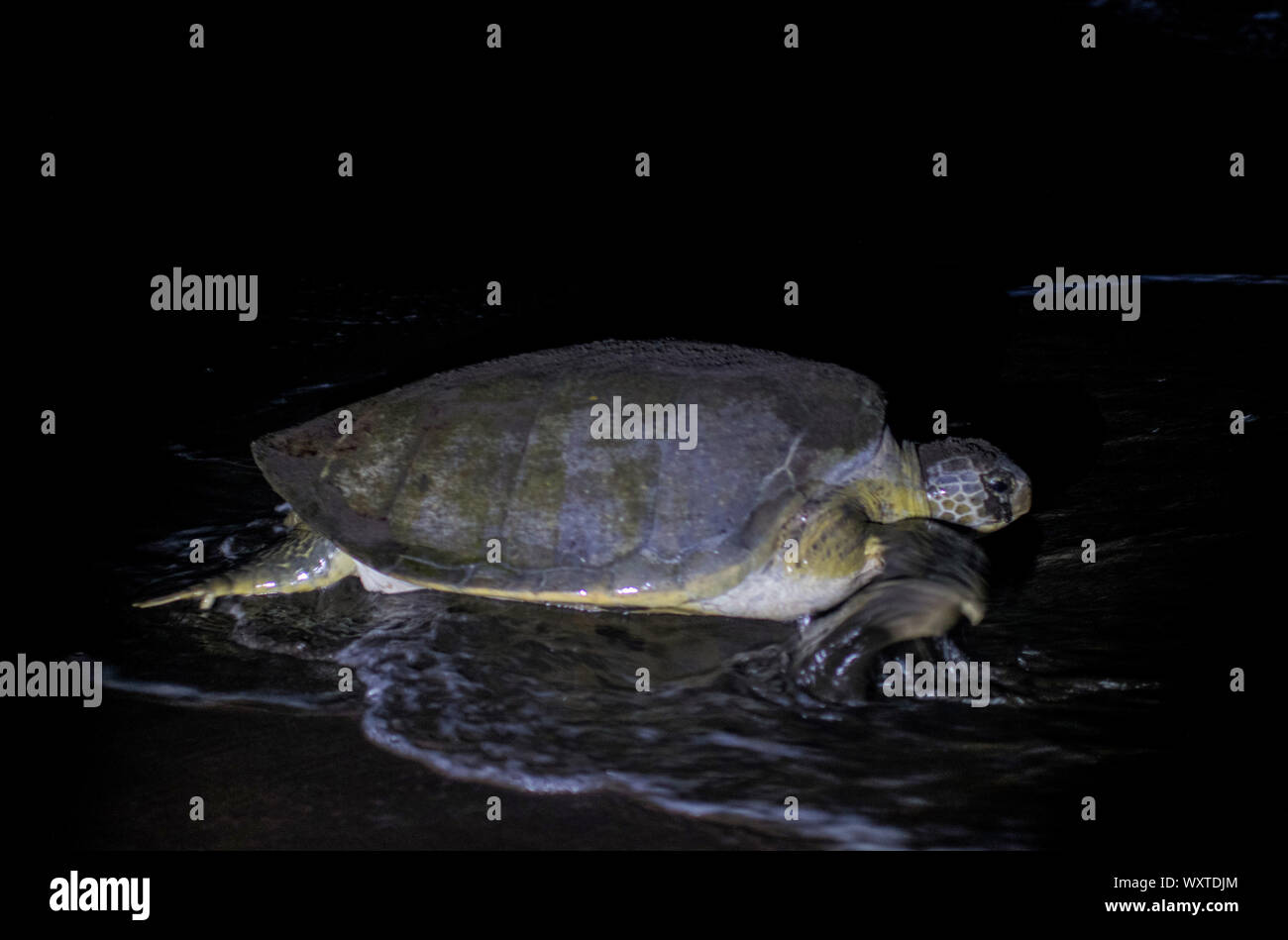 Turtle nesting in tortuguero national park hi-res stock photography and ...