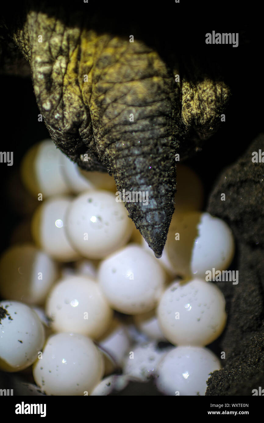 Female green turtle (Chelonia mydas) nesting at night in Tortuguero ...