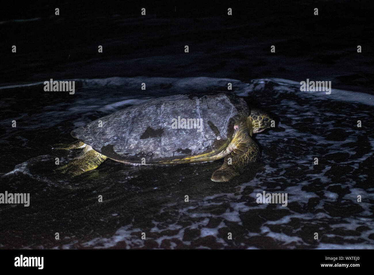 Green sea turtle hatch night hi-res stock photography and images - Alamy