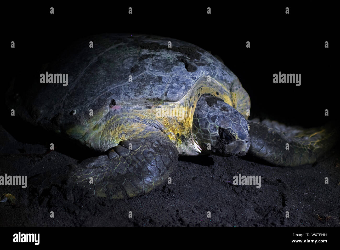 Turtle nesting in tortuguero national park hi-res stock photography and ...