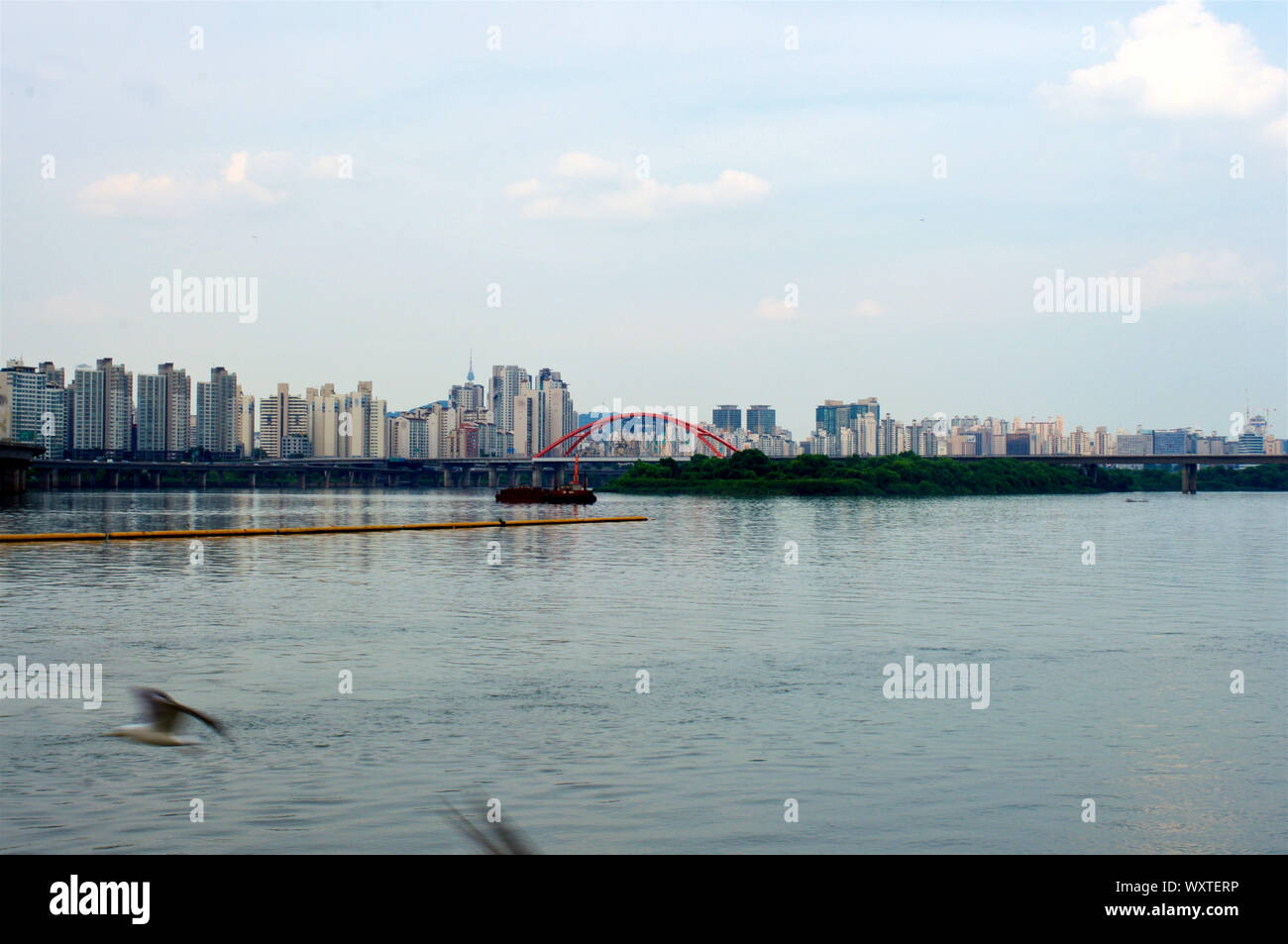 Hang river in Seoul in the evening with seagulls Stock Photo - Alamy