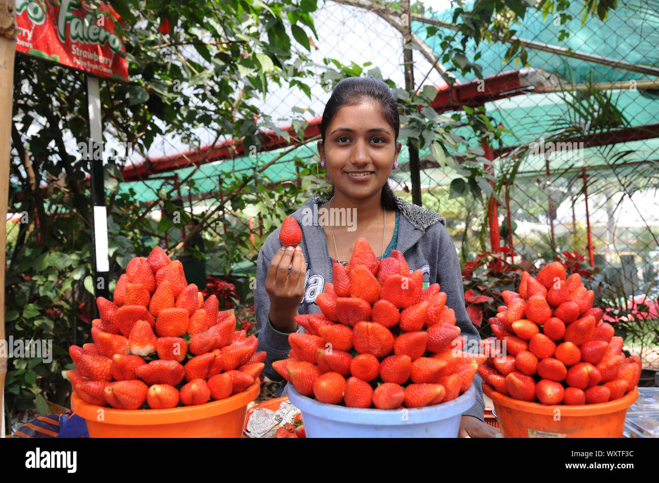 Strawberry village india hi-res stock photography and images - Alamy