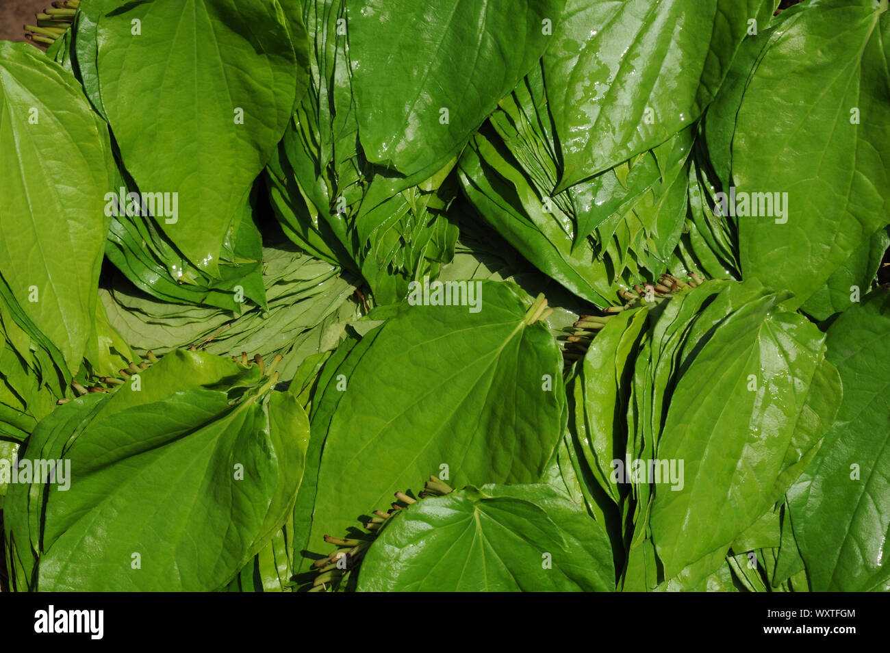 Betel leaf consumed hi-res stock photography and images - Alamy