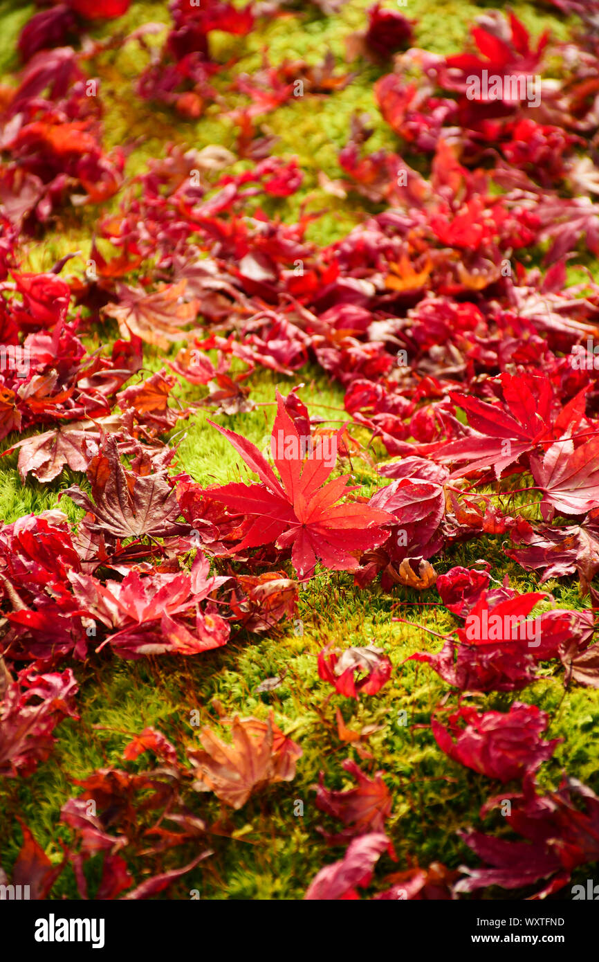 Red Japanese maple leaves on fresh green moss floor. Red and green ...