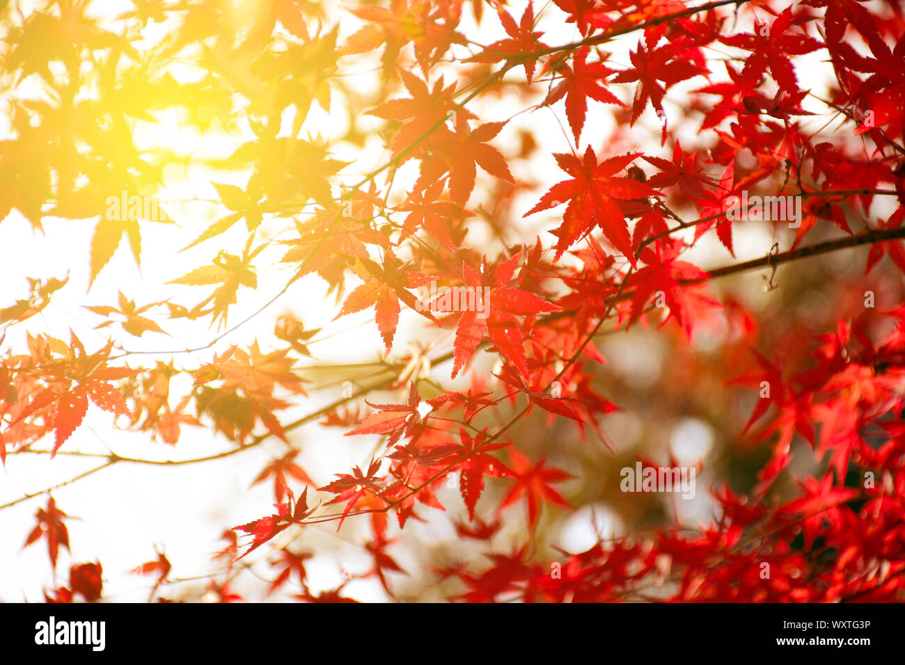 Japanese maple autumn fire hi-res stock photography and images - Alamy